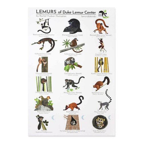 Duke Lemur Center | Duke Stores